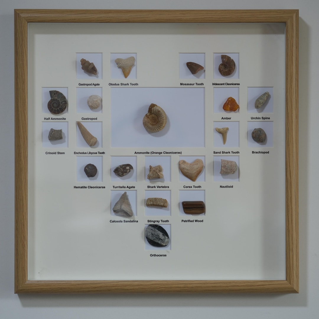 22 Piece Fossil Collection Frame, Shark Tooth Ammonite Petrified Wood ...
