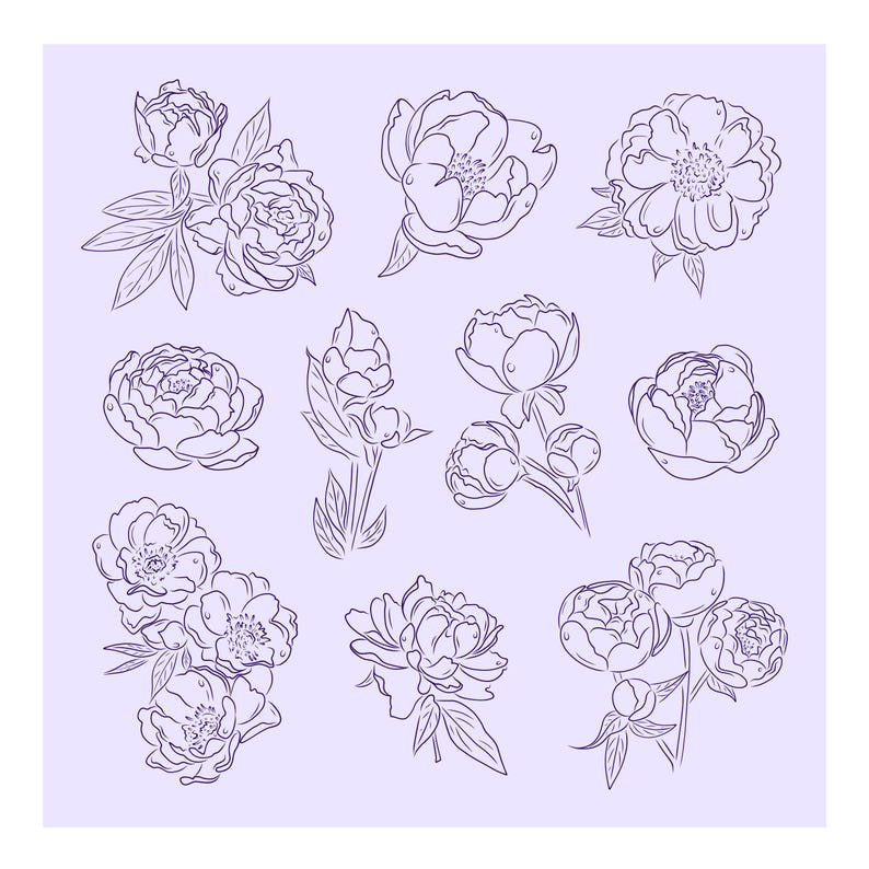 Peonies Hand Drawn Lineart, Minimal Lineart Illustrations, Vector Art ...