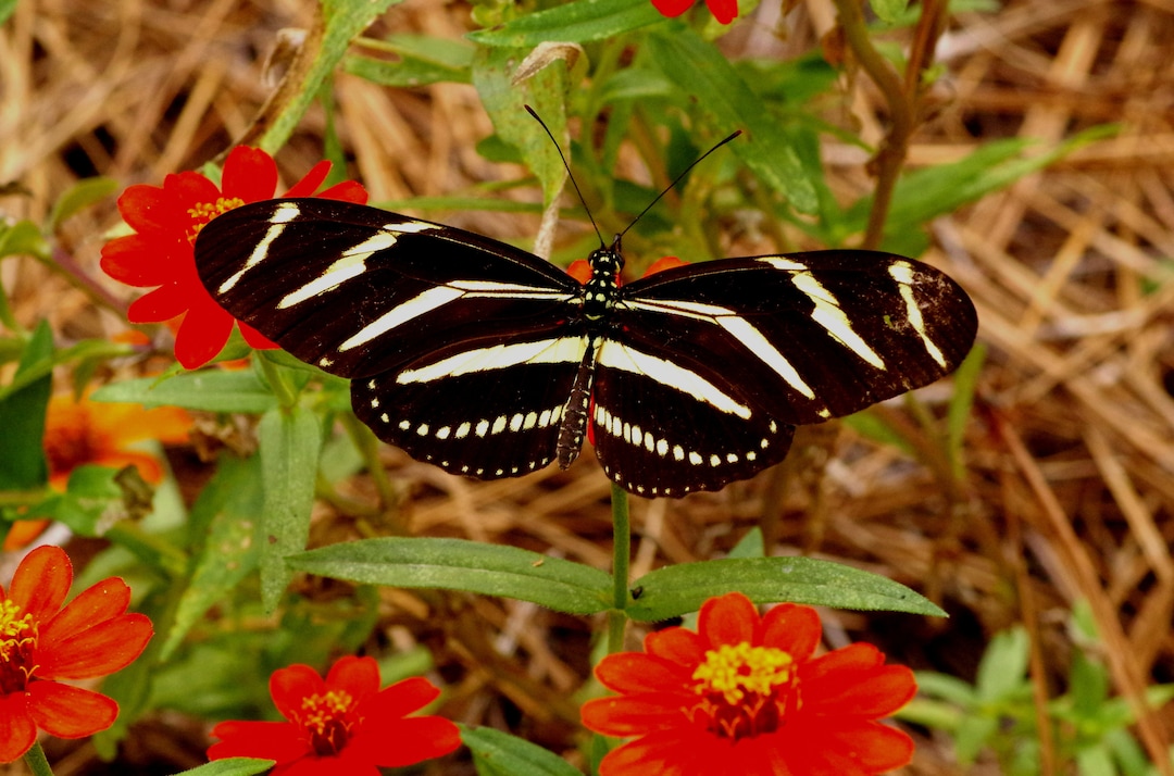 Zebra Longwing Butterfly Digital Image - Etsy
