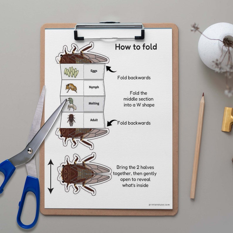 Cicada Life Cycle Activities | Homeschool Printable | Foldable Science ...