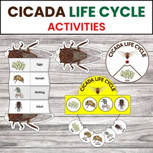 Cicada Life Cycle Activities | Homeschool Printable | Foldable Science ...
