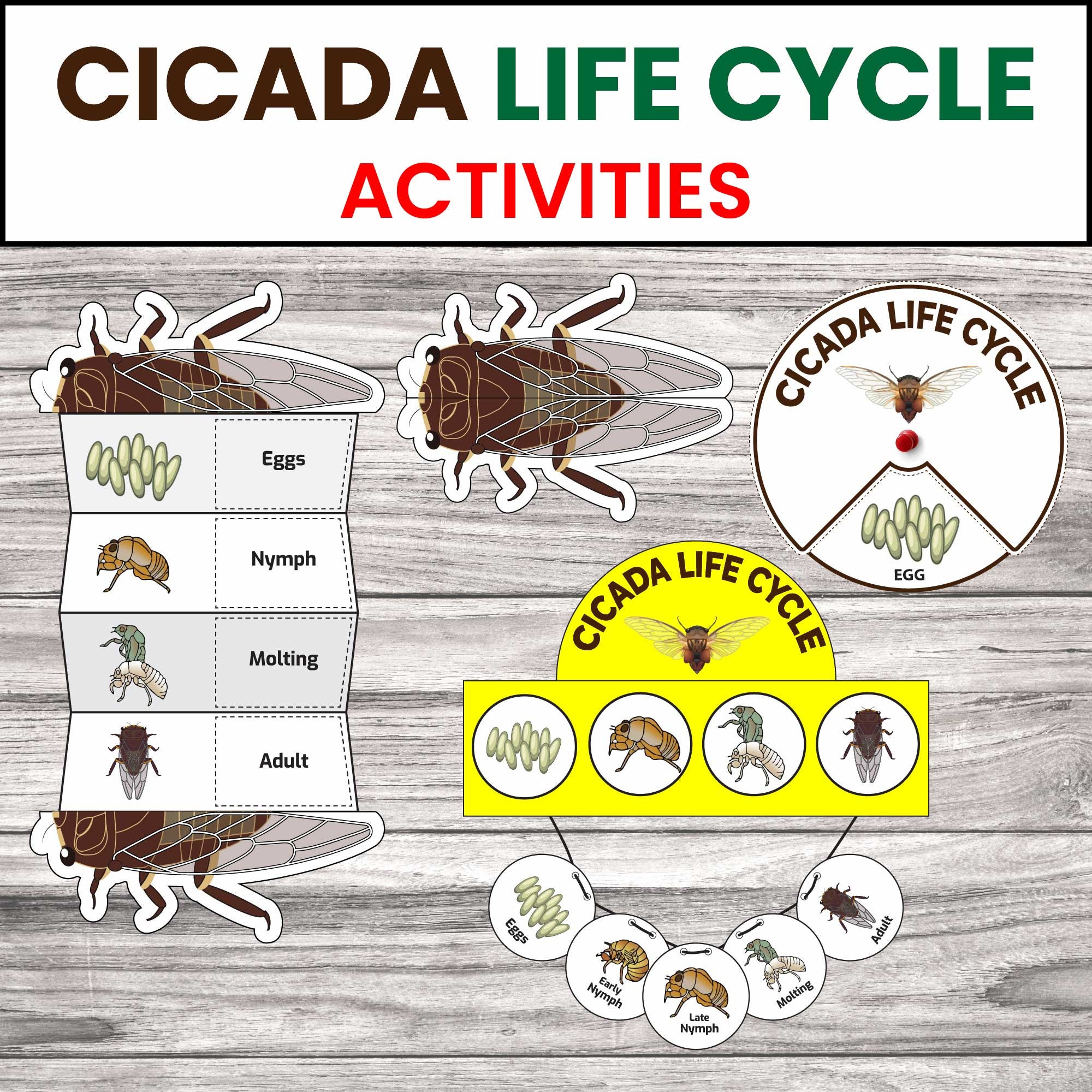 Cicada Life Cycle Activities | Homeschool Printable | Foldable Science ...