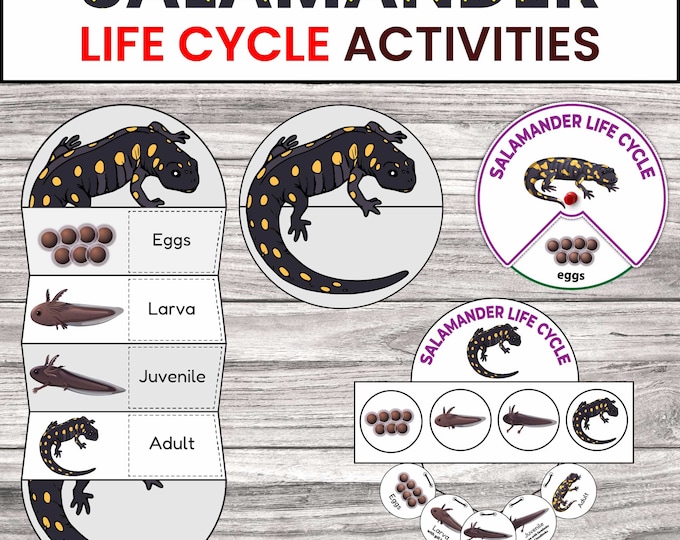 Salamander Life Cycle Activities | Homeschool Printable | Foldable ...