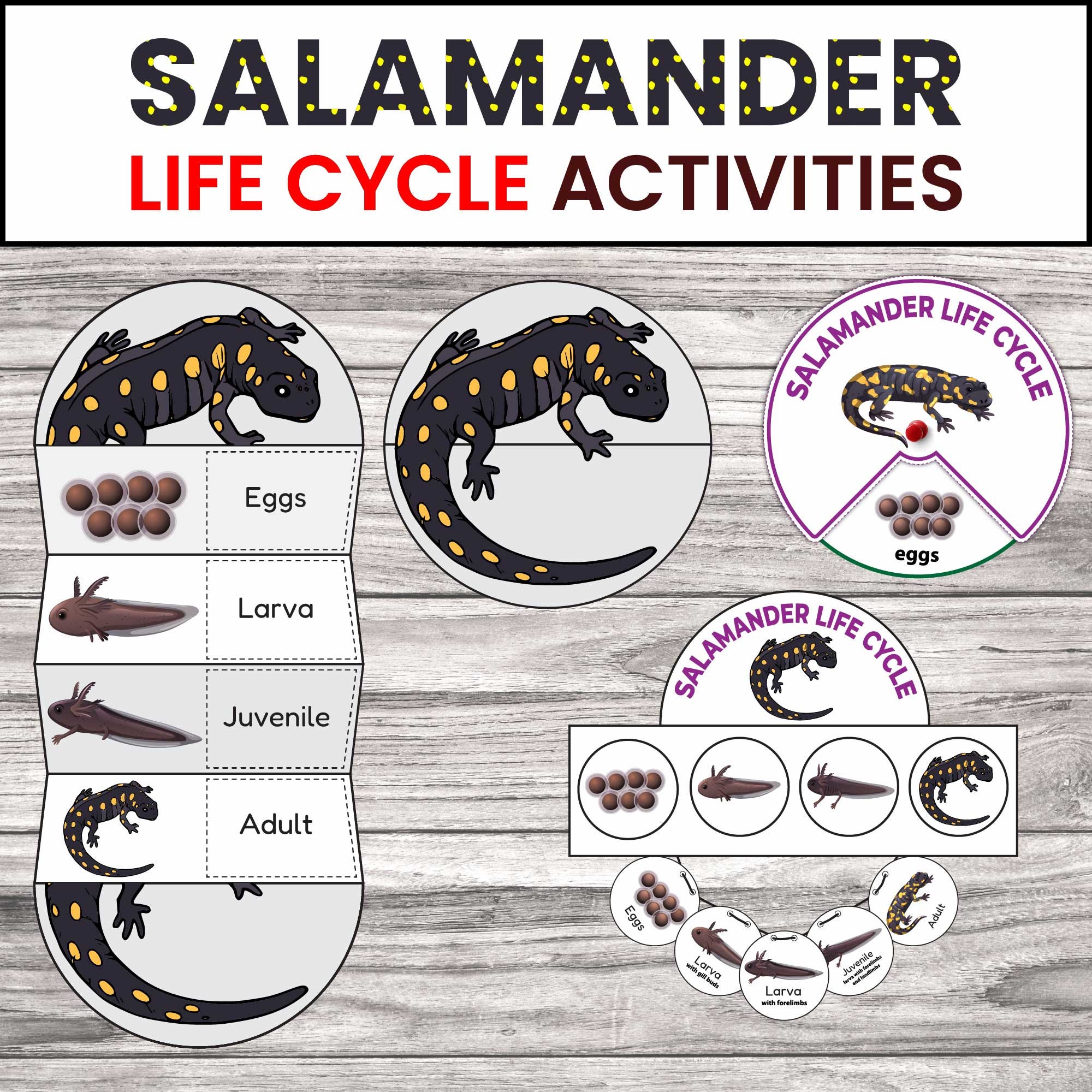 Salamander Life Cycle Activities | Homeschool Printable | Foldable ...