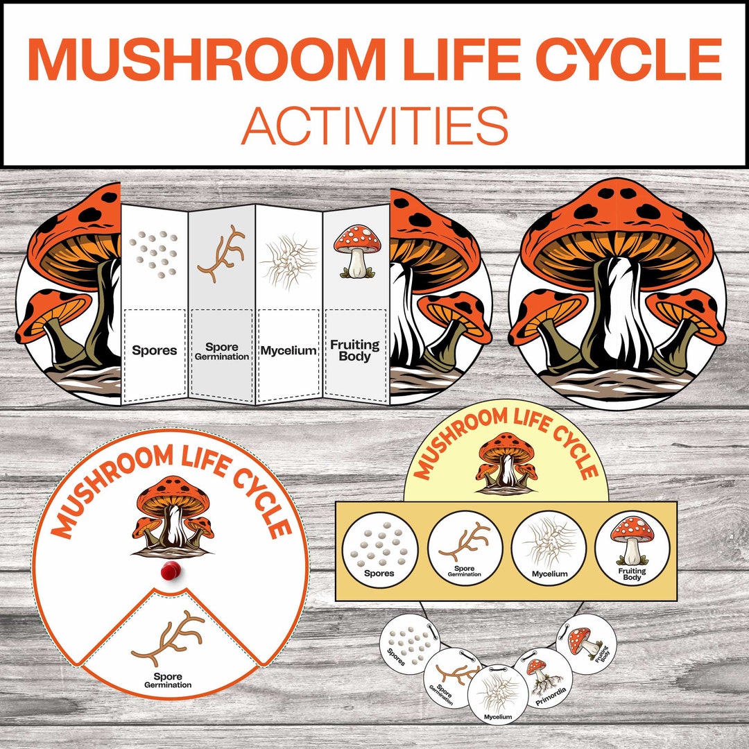 Mushroom Life Cycle Activity Pack - Discover Fungi Wonders! - Etsy