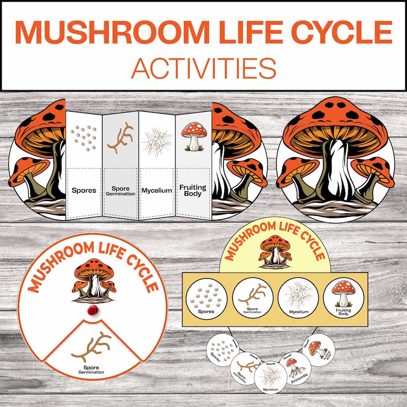 Mushroom Life Cycle Activity Pack - Discover Fungi Wonders! - Etsy