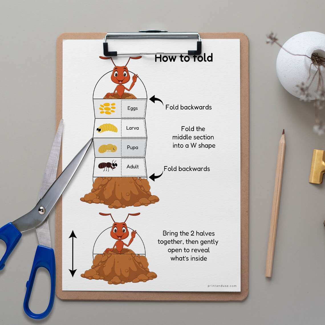 Ant Life Cycle Activities | Life Cycle of an Ant Craft | Homeschool ...