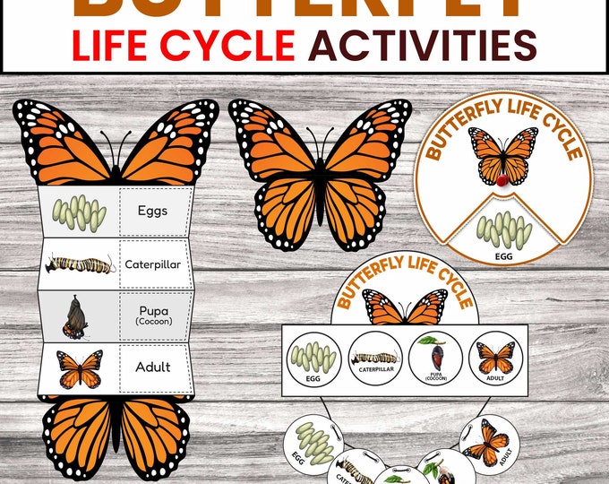 Foldable Butterfly Life Cycle Learning Activity for Kids | A4 and 11x8 ...