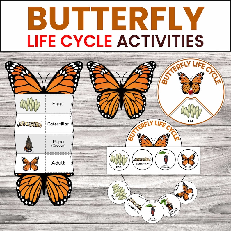Butterfly Life Cycle Activities | Life Cycle of a Butterfly Craft ...