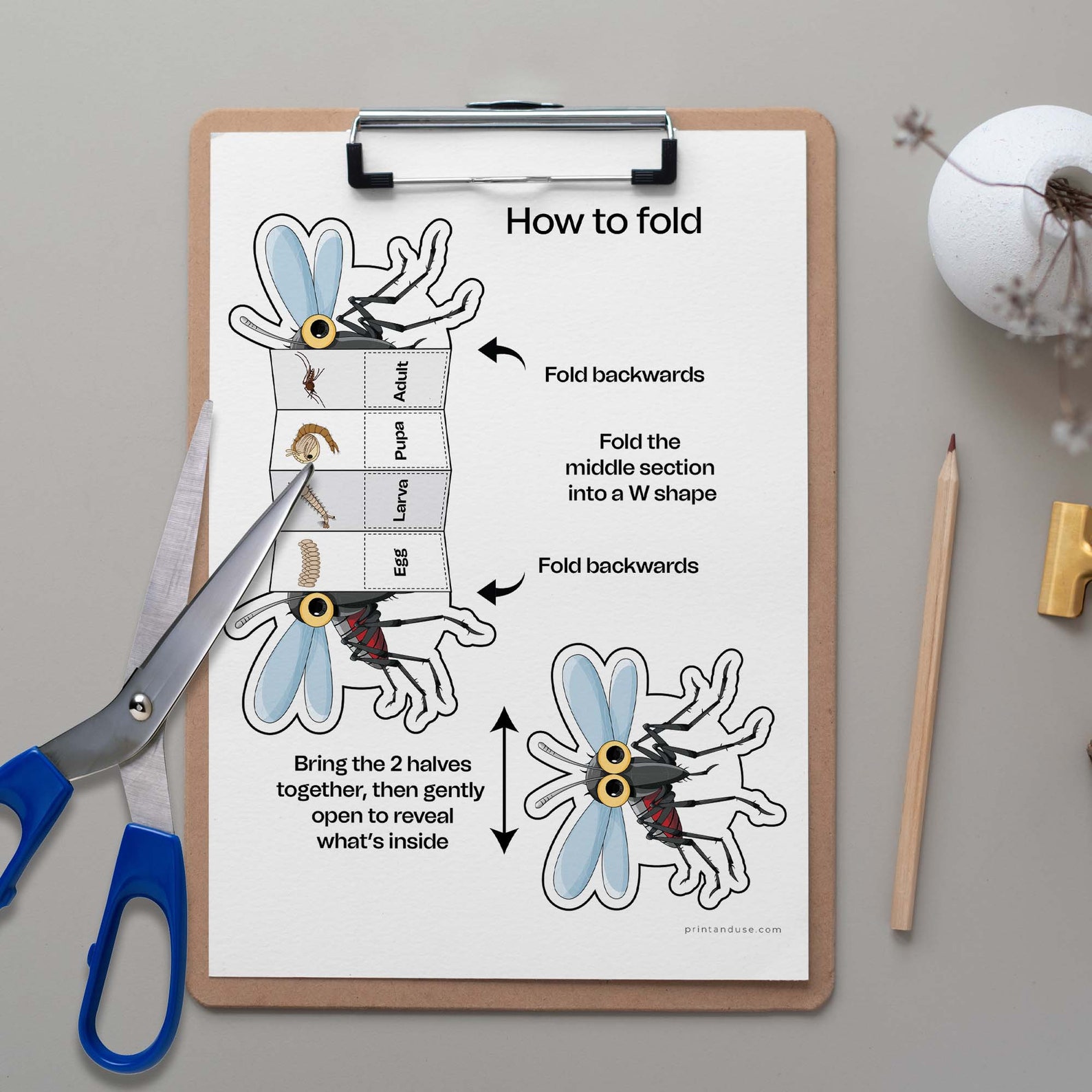 Mosquito Life Cycle Activity Pack - Explore the World of Mosquitoes! - Etsy