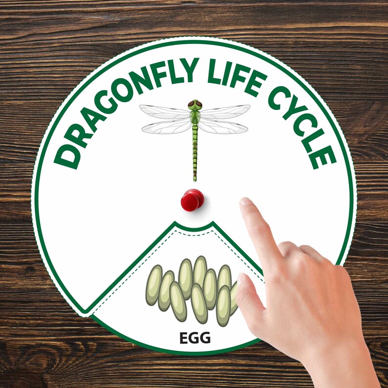 Dragonfly Life Cycle Activities | Homeschool Printable | Life Cycle of ...