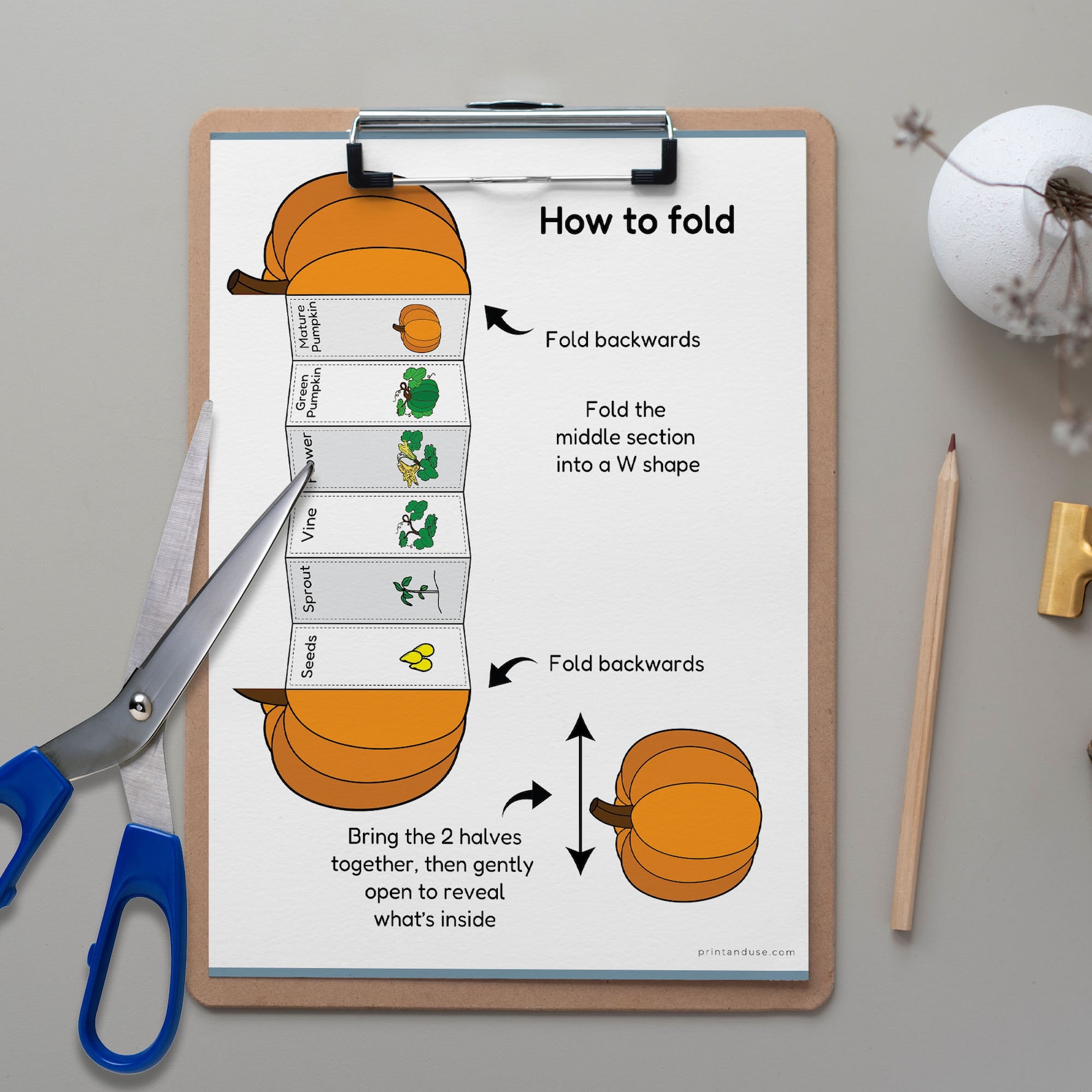 Pumpkin Life Cycle Activities | Homeschool Printable | Foldable Science ...