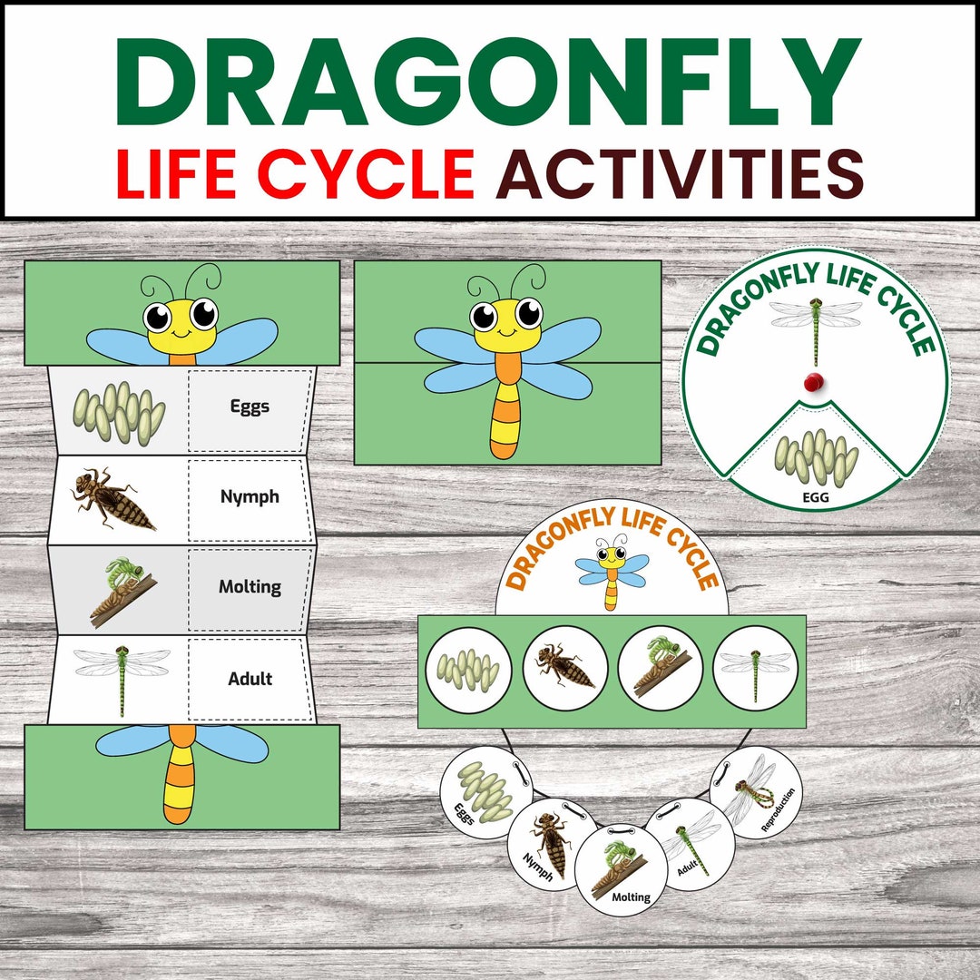 Dragonfly Life Cycle Activities | Homeschool Printable | Life Cycle of ...
