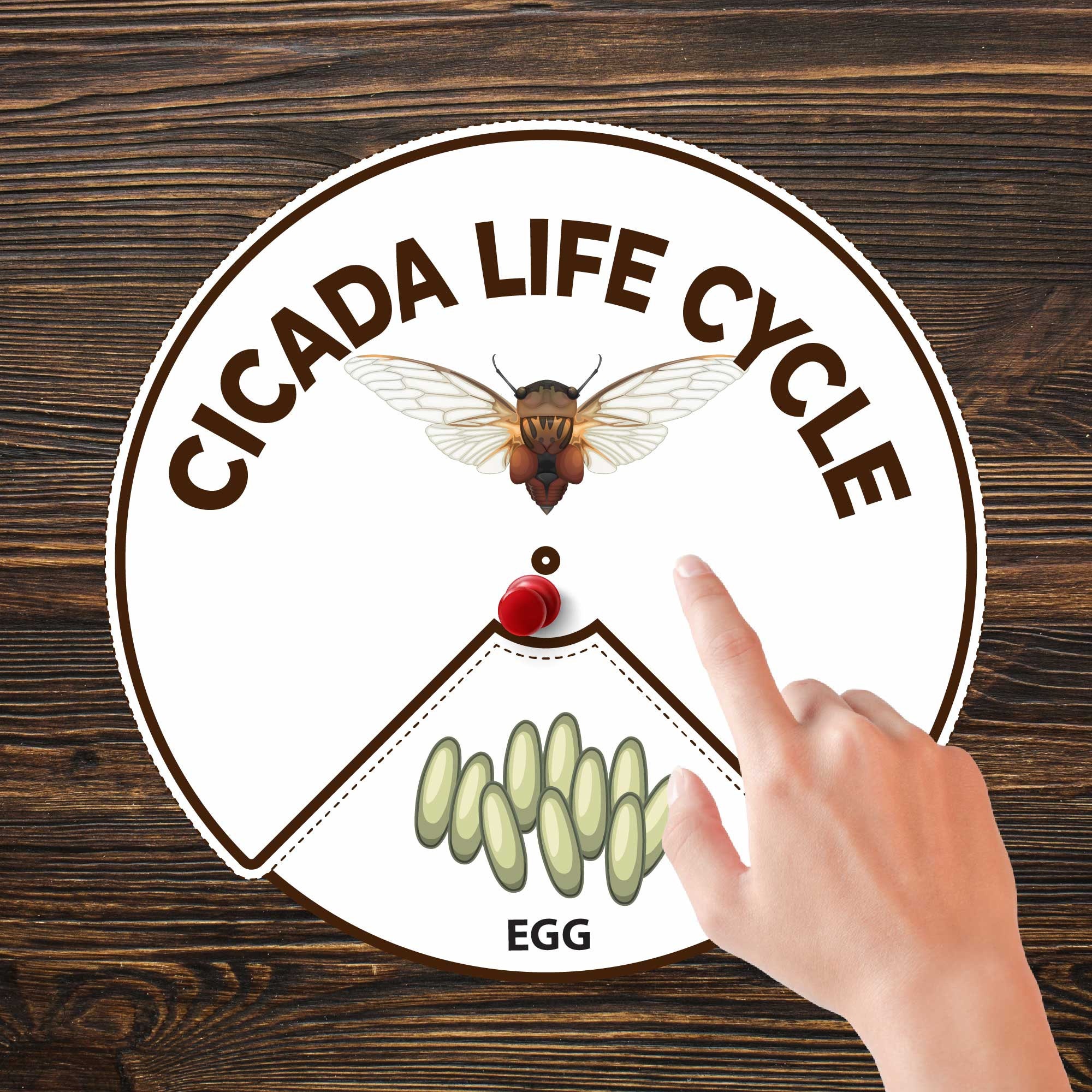 Cicada Life Cycle Activities | Homeschool Printable | Foldable Science ...