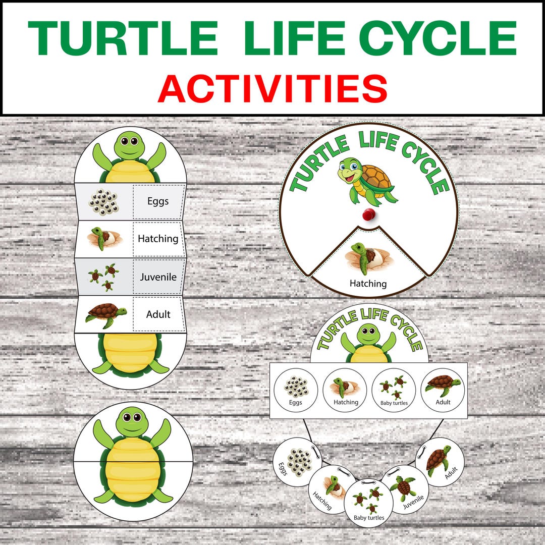 Turtle Life Cycle Activity Pack – Fun & Interactive Science Worksheets ...