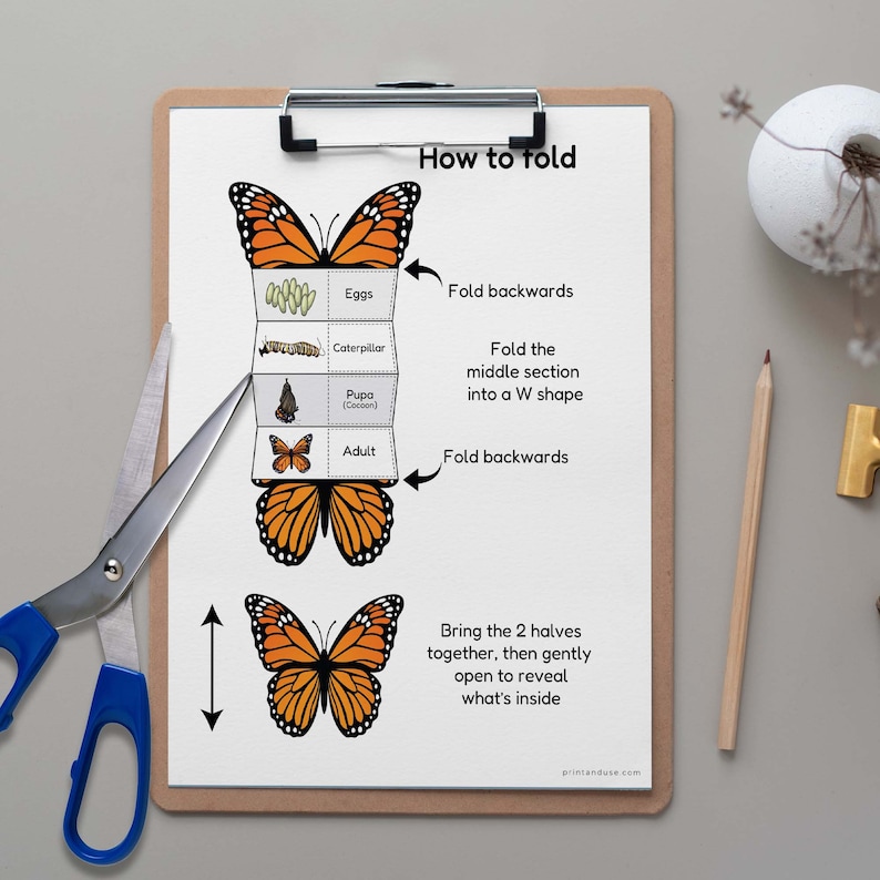 Butterfly Life Cycle Activities | Life Cycle of a Butterfly Craft ...