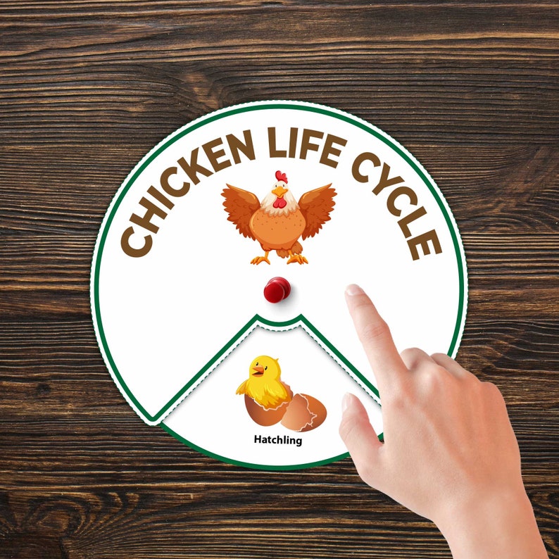 Chicken Life Cycle Activities | Homeschool Printable | Life Cycle of a ...