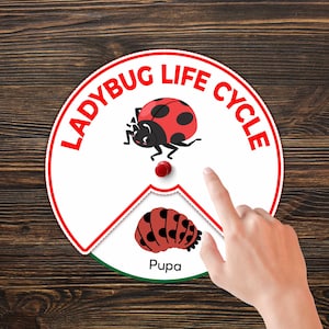 Ladybug Life Cycle Activities | Homeschool Printable | Foldable Science ...
