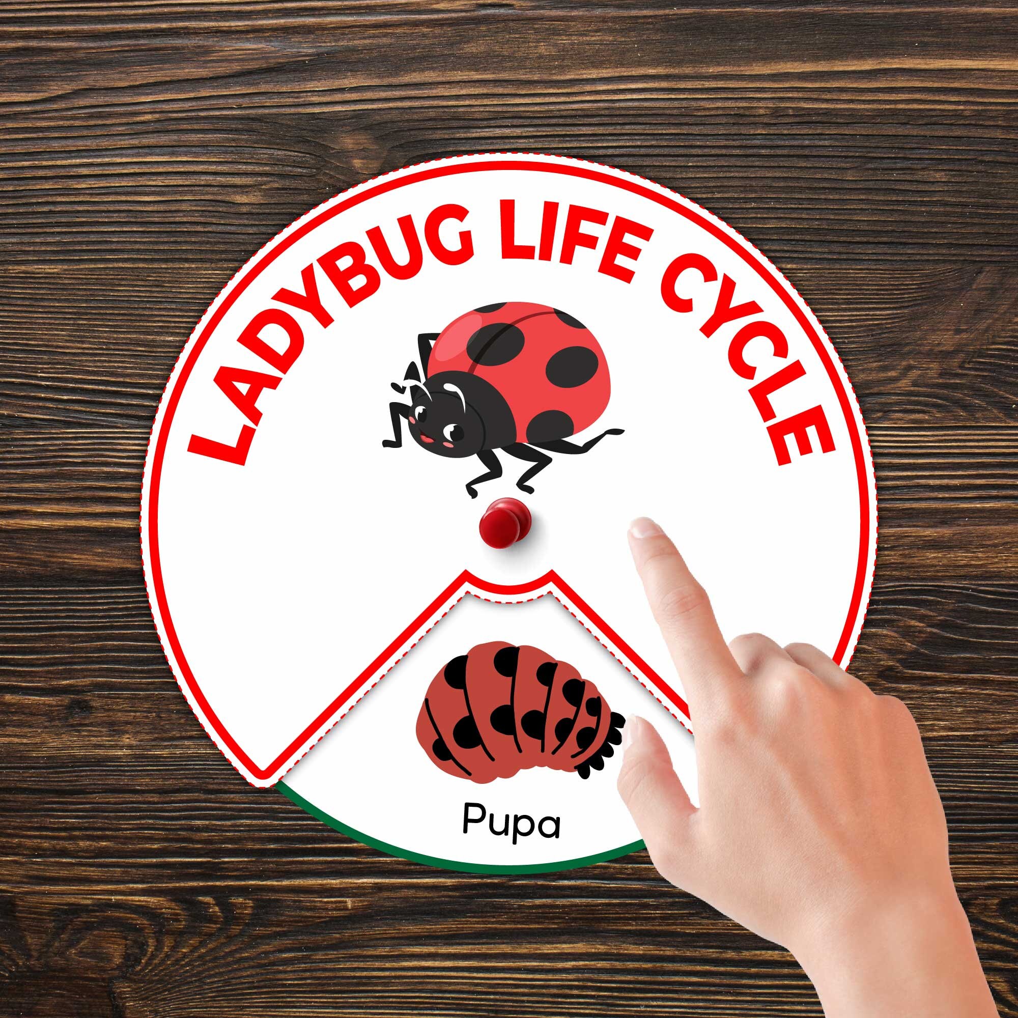 Ladybug Life Cycle Activities | Homeschool Printable | Foldable Science ...