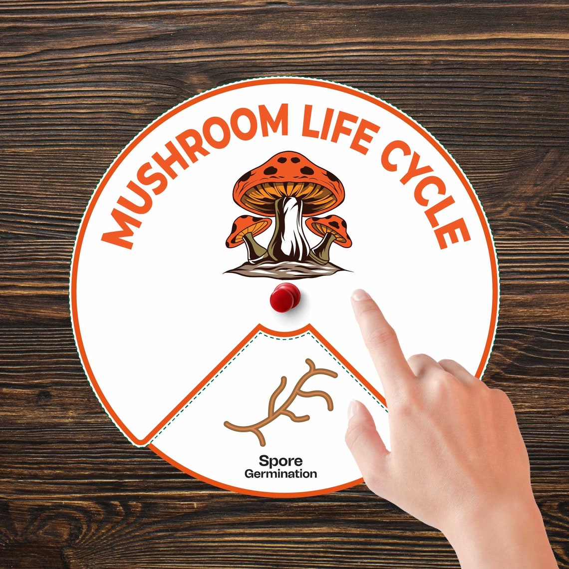 Mushroom Life Cycle Activity Pack - Discover Fungi Wonders! - Etsy