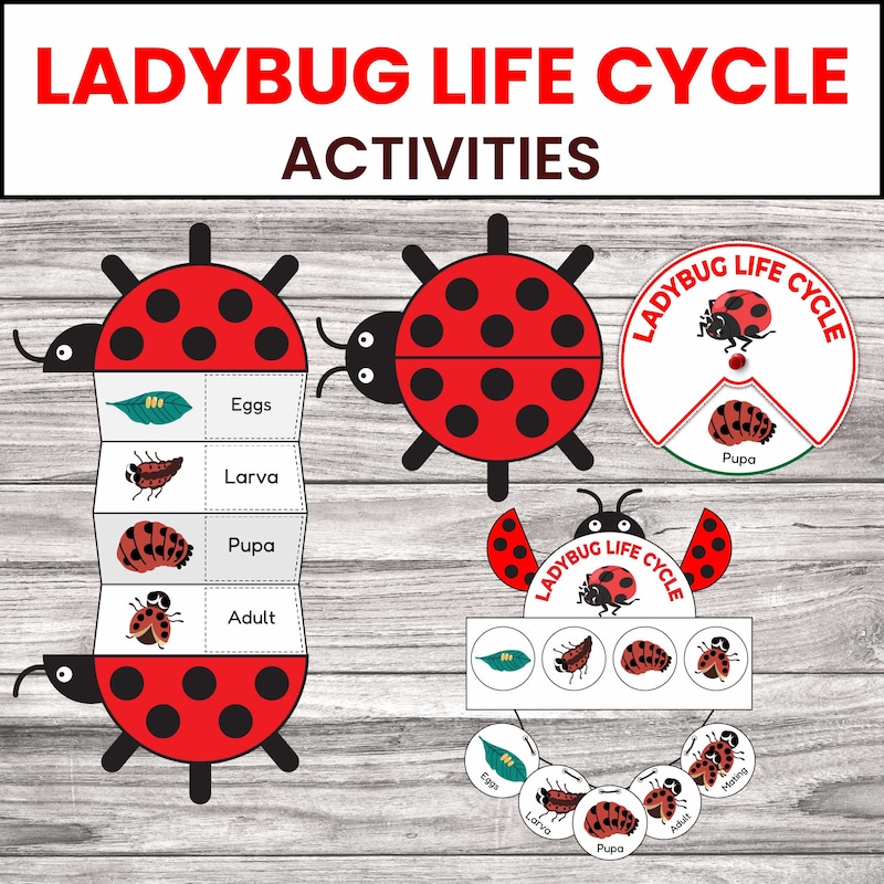 Life Cycle of a Ladybug - Etsy