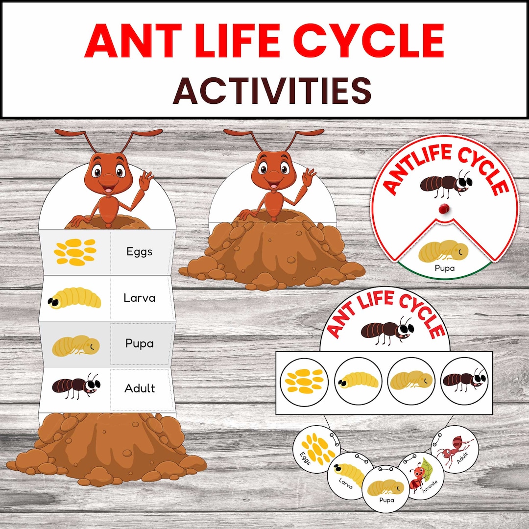 Ant Life Cycle Activities | Life Cycle of an Ant Craft | Homeschool Printable | Foldable Science ...