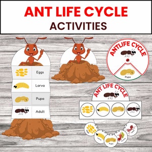 Ant Life Cycle Activities | Life Cycle of an Ant Craft | Homeschool ...