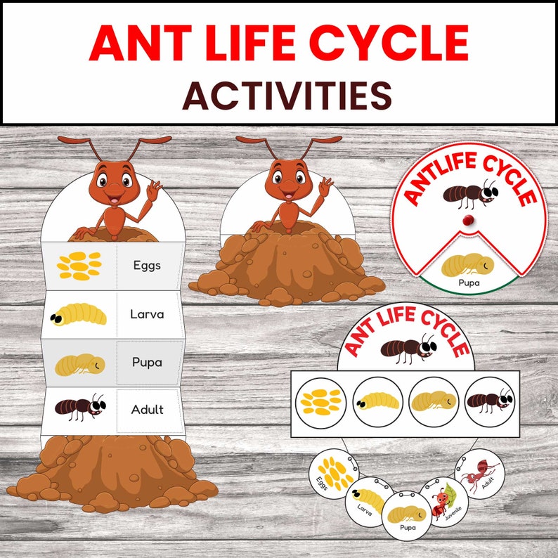 Ant Life Cycle Activities | Life Cycle of an Ant Craft | Homeschool ...