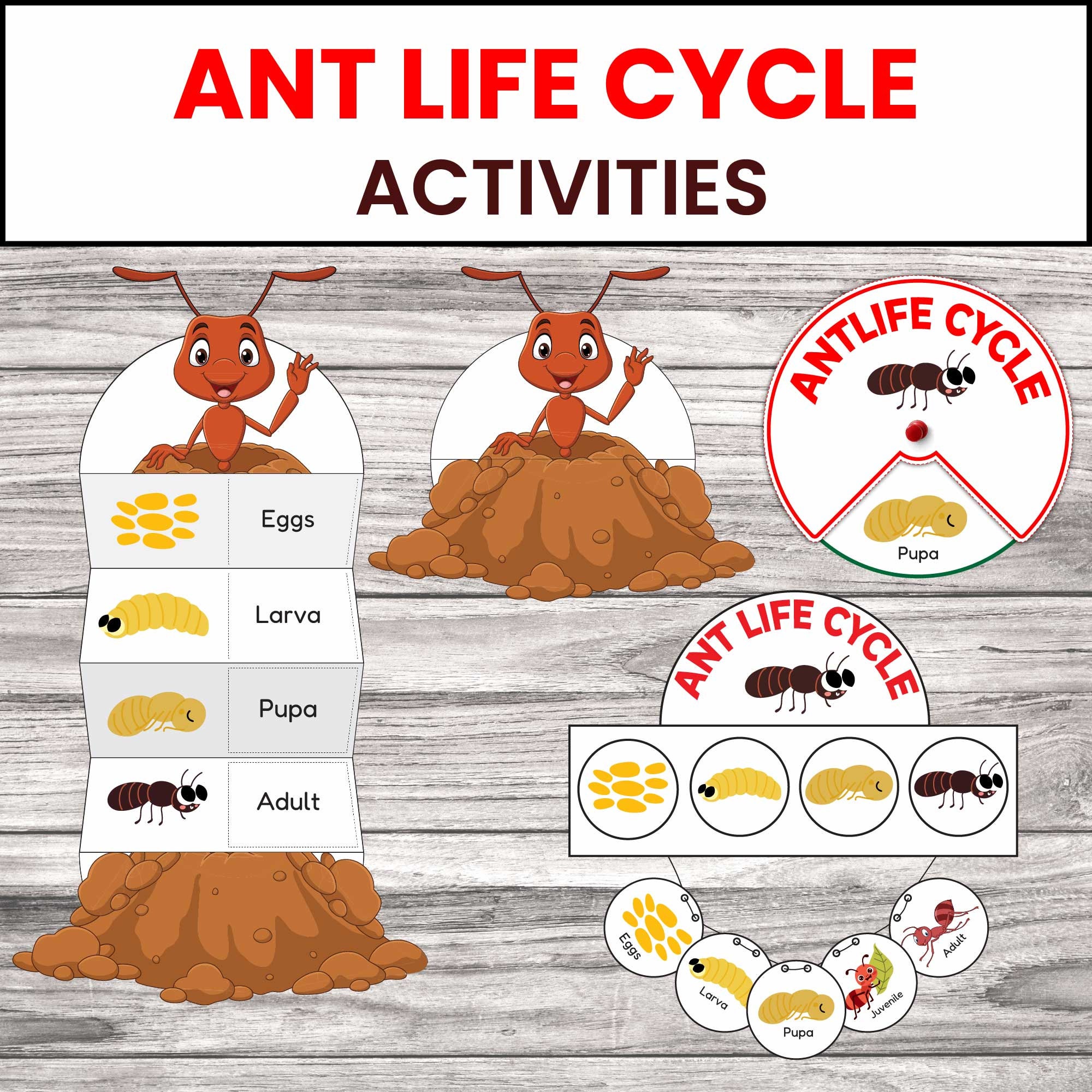 Ant Life Cycle Activities | Life Cycle of an Ant Craft | Homeschool ...