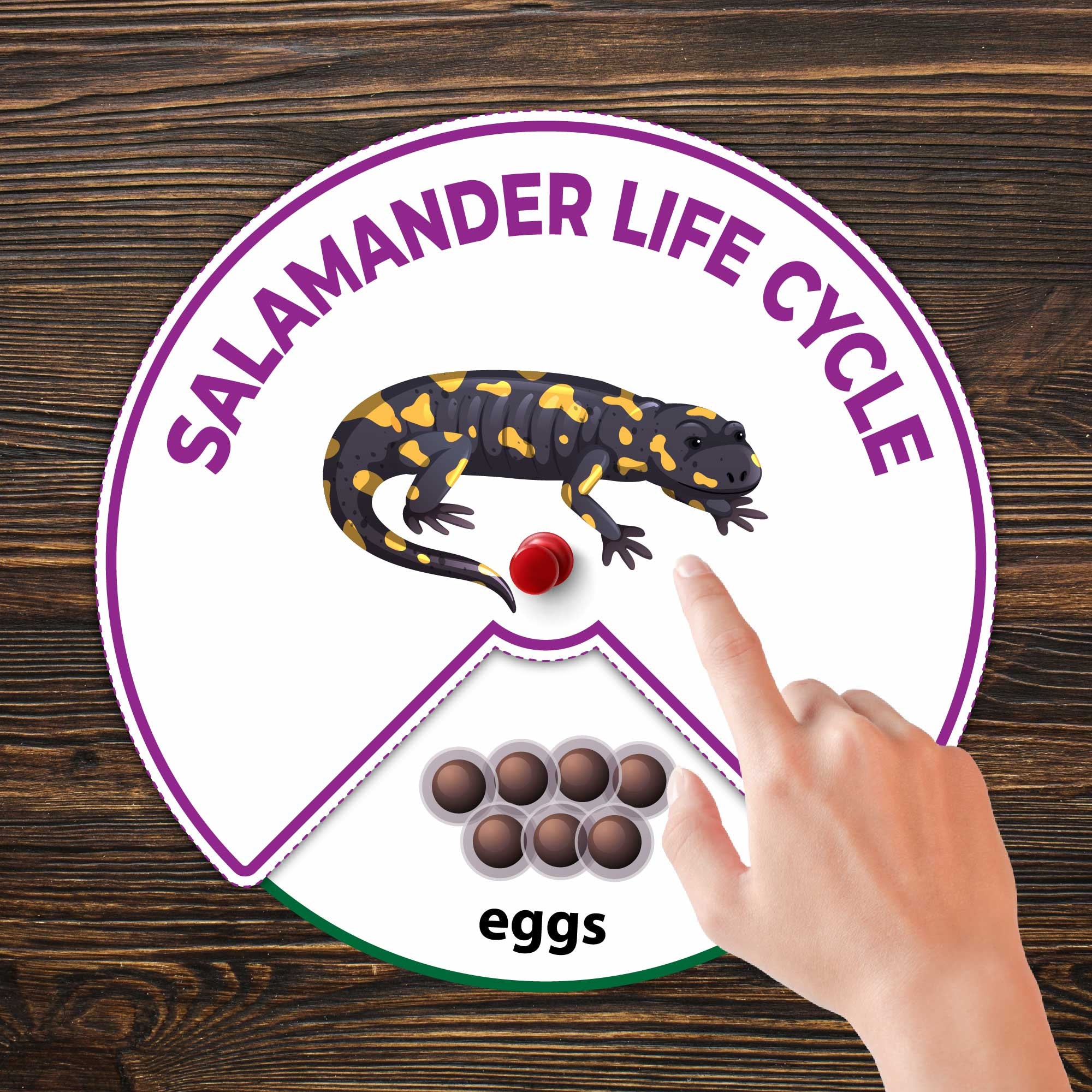 Salamander Life Cycle Activities | Homeschool Printable | Foldable ...
