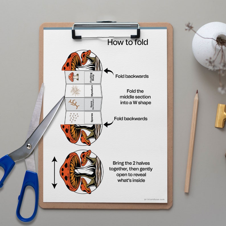 Mushroom Life Cycle Activity Pack - Discover Fungi Wonders! - Etsy
