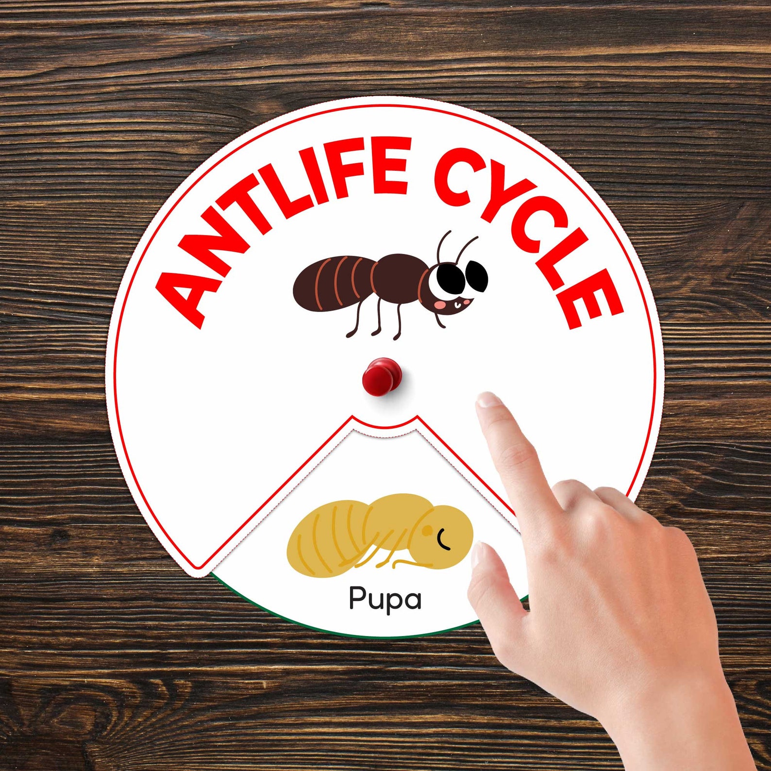Ant Life Cycle Activities | Life Cycle of an Ant Craft | Homeschool ...