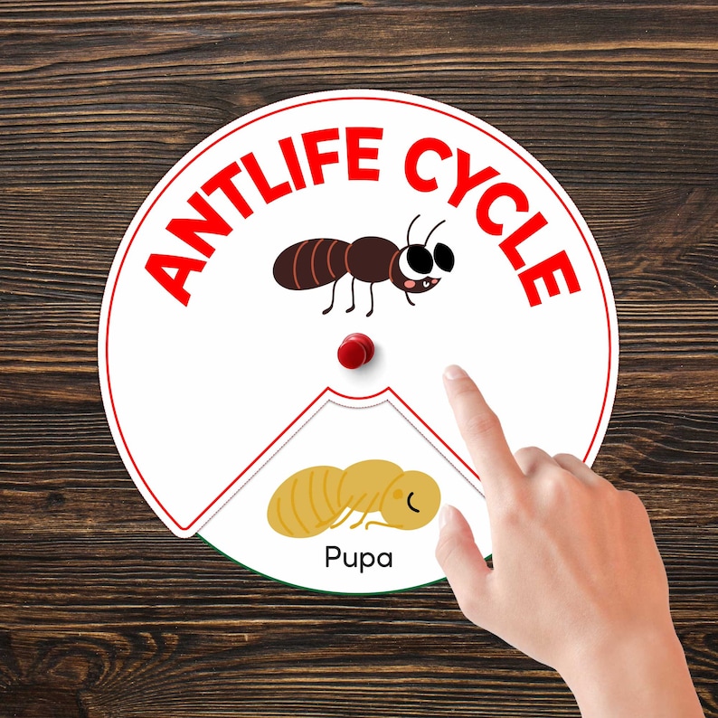 Ant Life Cycle Activities | Life Cycle of an Ant Craft | Homeschool ...