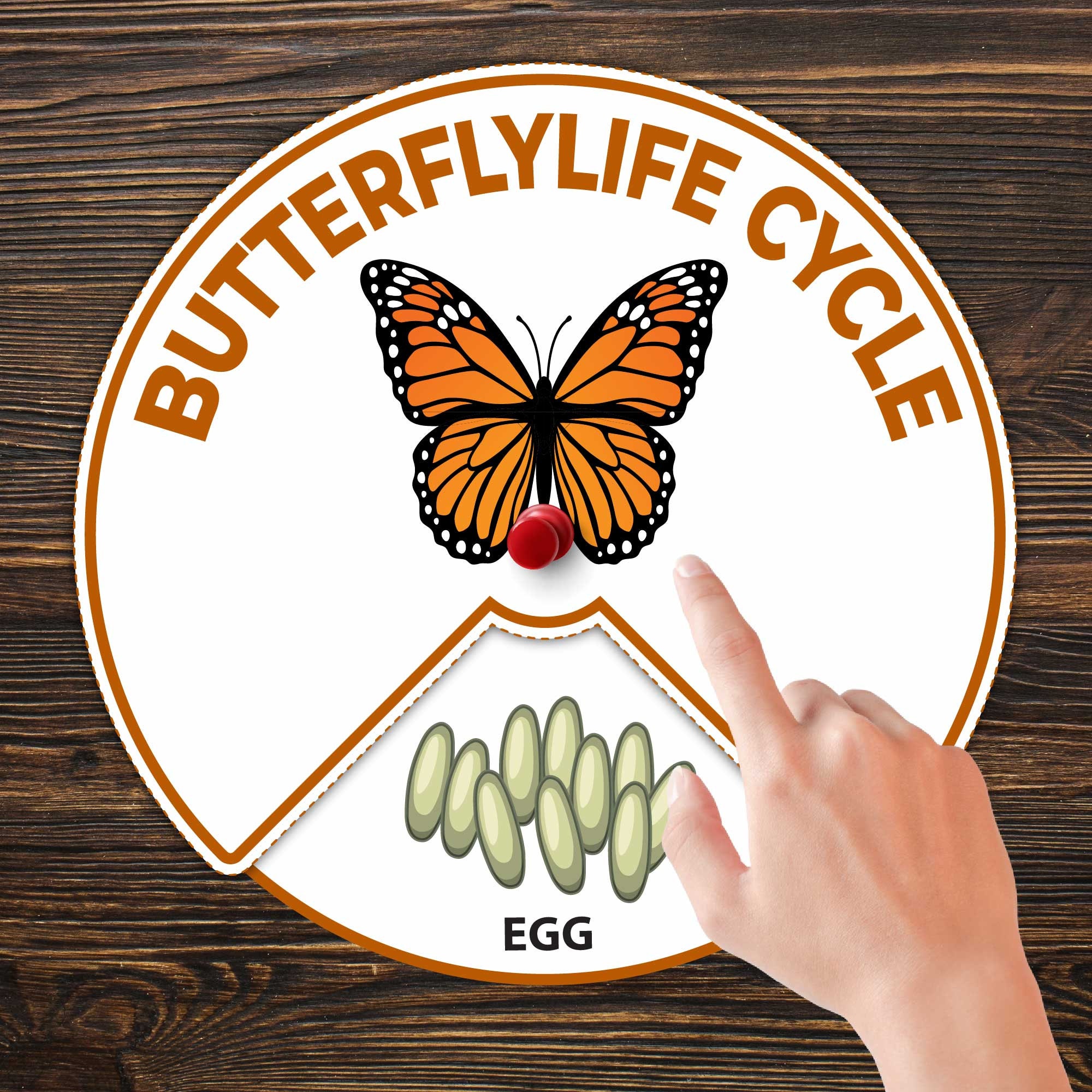 Butterfly Life Cycle Activities | Life Cycle of a Butterfly Craft ...