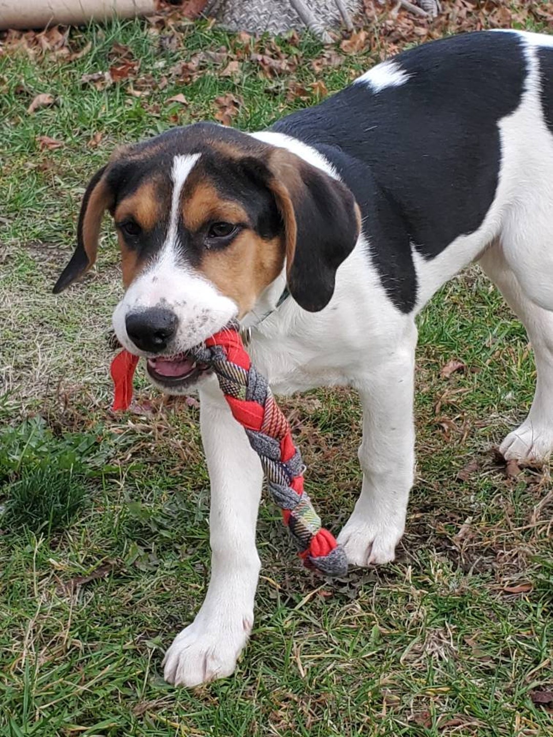 PUPPY RAG ROPE Recycled Handmade Fabric Colorful Dog Toy - Etsy