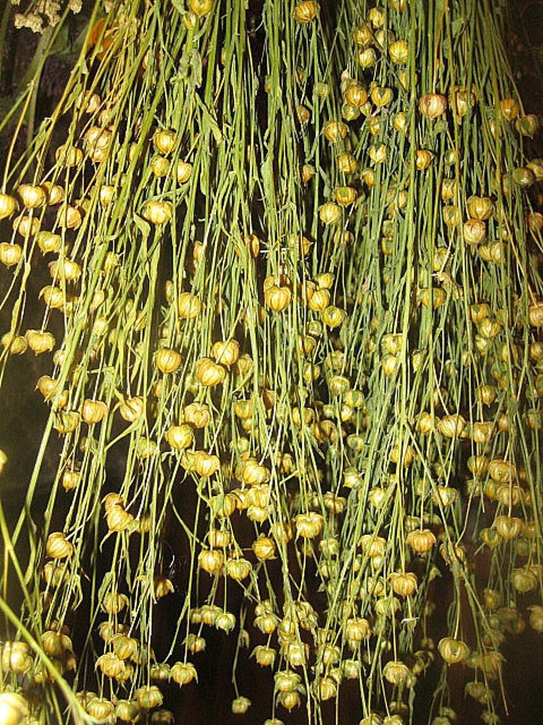 FLAX Dried Flowers All Natural Seed Pods on Stems - Etsy