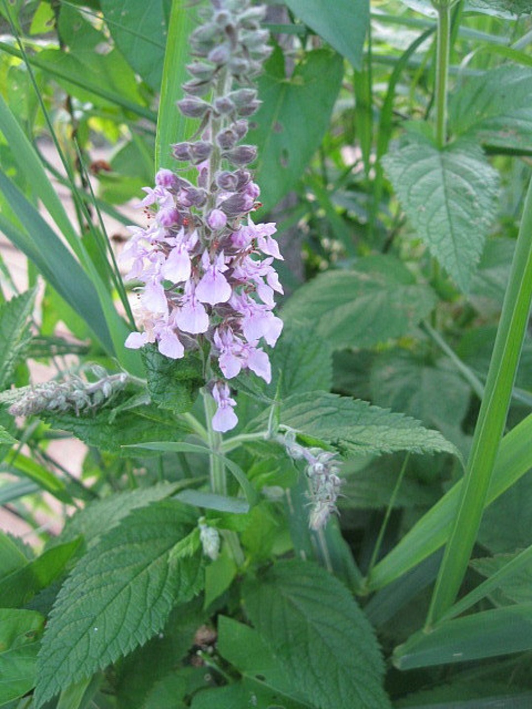 WOOD SAGE Naturally Dried Herb Stem BUNCHES - Etsy