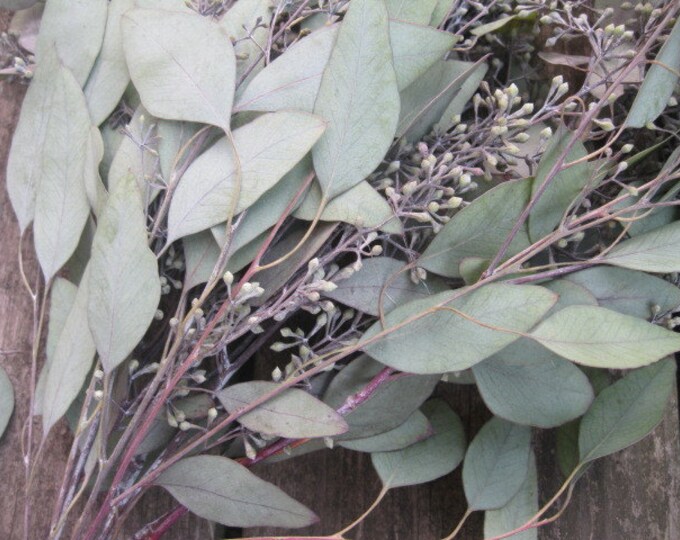 EUCALYPTUS Varieties Naturally Dried FLOWER and Leaf Bunches - Etsy