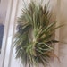 MILLET WREATH Naturally Dried FALL Decoration - Etsy