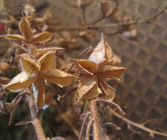 STAR PODS Naturally Dried FLOWER Bunches - Etsy