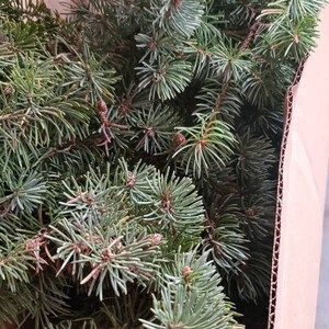 WHOLESALE BOX Fresh Holiday Greens Mixed Evergreen Boughs 4 Pounds - Etsy