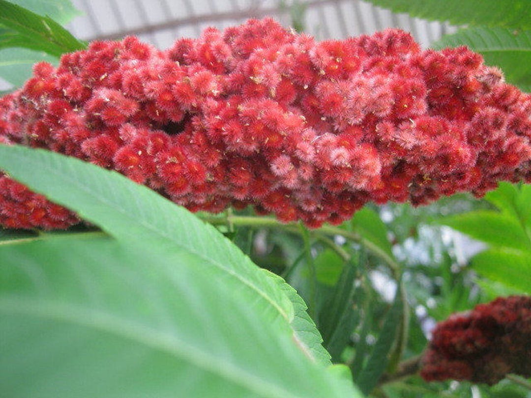 STAGHORN SUMAC Naturally Dried FLOWER Bunches - Etsy