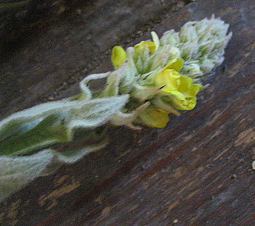 DRIED MULLEIN Whole Stem Herb and Flower Bunches - Etsy
