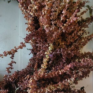 DOCK WREATH Natural DRIED Flower for Autumn - Etsy