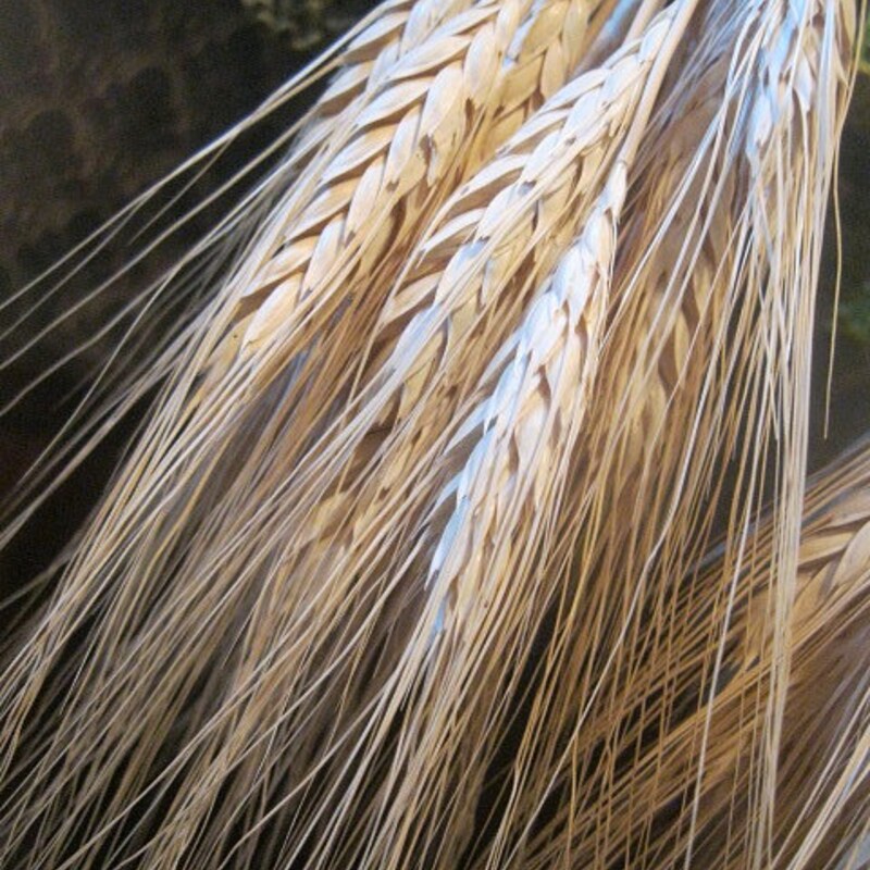Dried Wheat - Etsy
