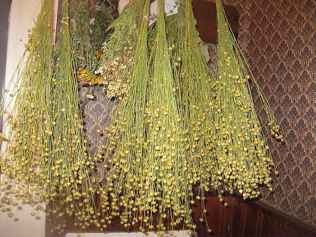 FLAX Wholesale Bulk Box 20 Bunches Dried Flowers All Natural Whole Box ...