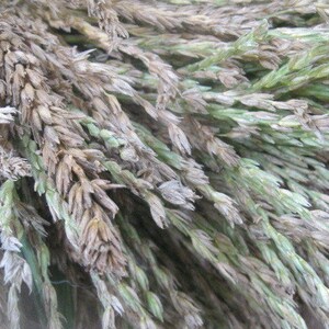 CORN TASSEL WREATH All Natural Decoration for Door or Wall | Etsy