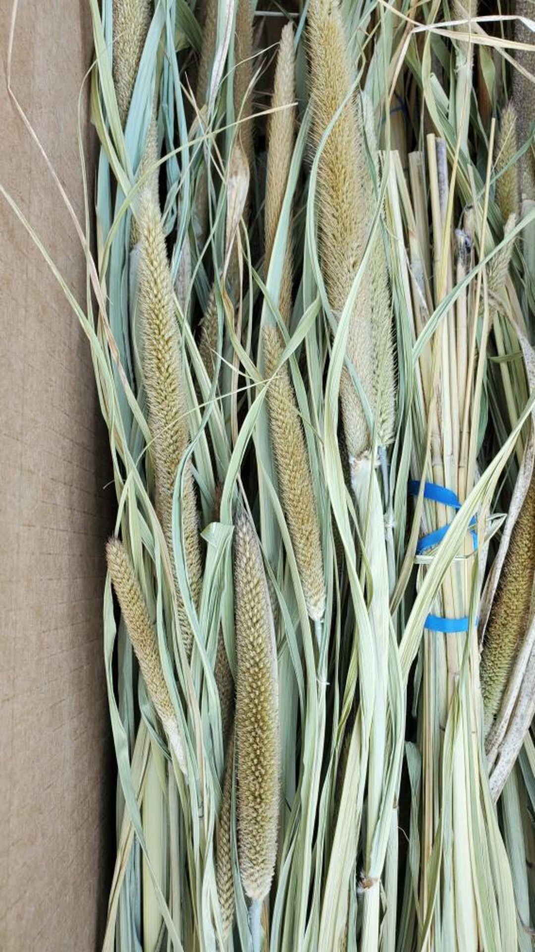 MILLET BULK BOX Naturally Dried Flower Grain 20 Bunches - Etsy
