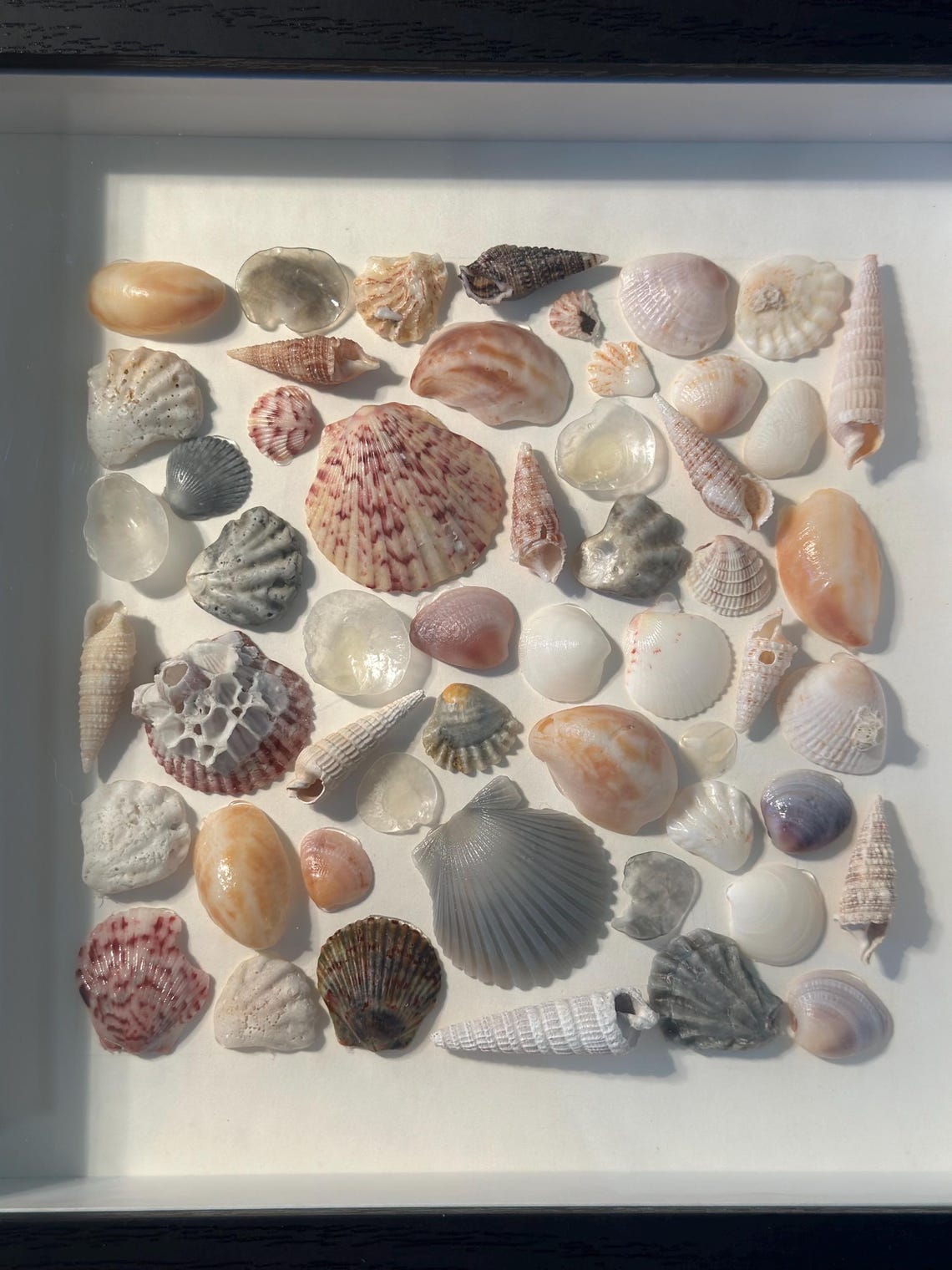 Sea Shell Mosaic - Etsy