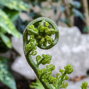 Sacred Spiral of a New Fern, Fibonacci Spiral in Nature, Greeting Card ...